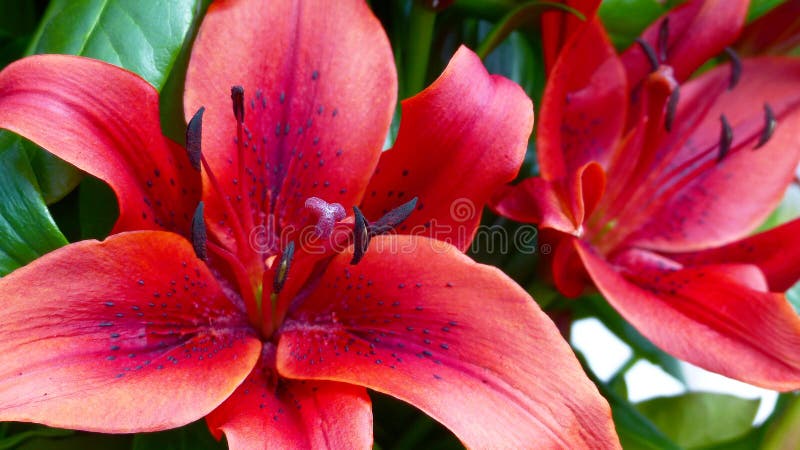 Lirios rojos grandes foto de archivo. Imagen de estambre - 43502528