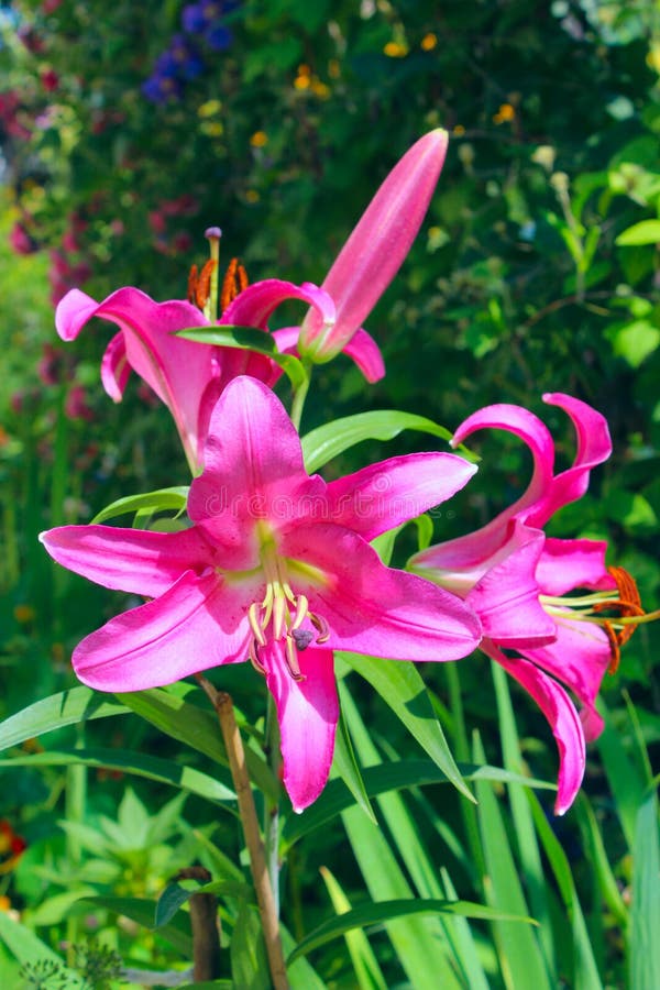 Lirios rojos hermosos foto de archivo. Imagen de planta - 108839922