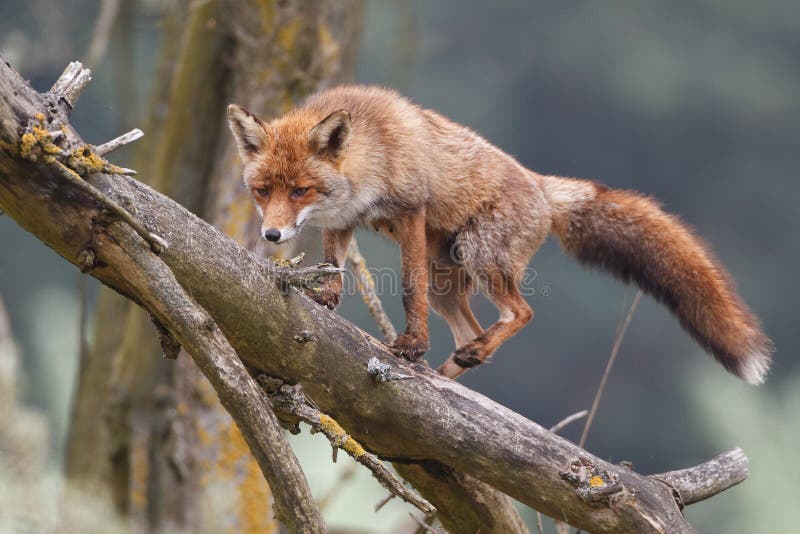 Lis obraz stock. Obraz złożonej z natura, plenerowy, drapieżnik - 19521787