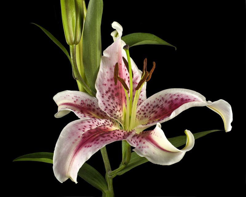 Lis image stock. Image du beau, exotique, bourgeon, nature - 5808337