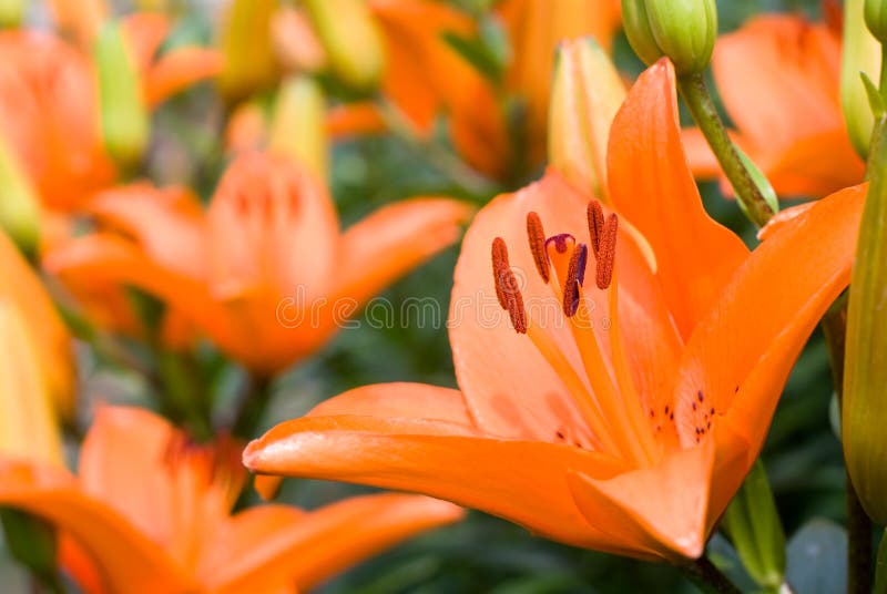 Lis asiatique orange photo stock. Image du floraison - 34416762