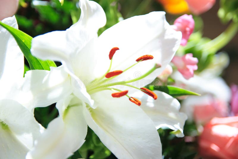 Lys blanc image stock. Image du orange, rose, vert, nature - 4593039