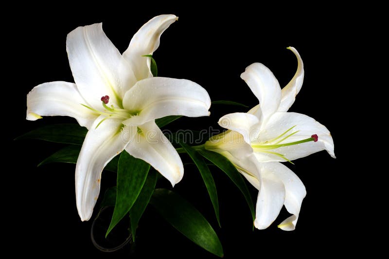 Lis blanc image stock. Image du lilly, pureté, nuptiale - 7125333