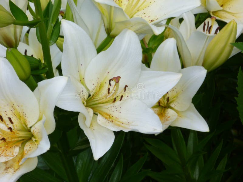 Lis blancs image stock. Image du cadeau, simple, floraison - 3949843