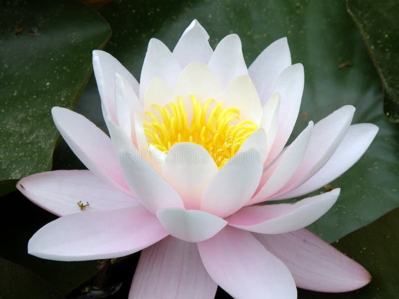 Lis D'eau Tropical D'isolement Sur Le Noir Photo stock - Image du ...