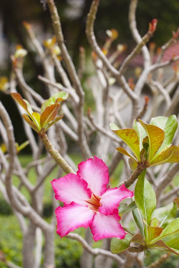 Lis d'impala rose photo stock. Image du jardin, fleur - 34050138