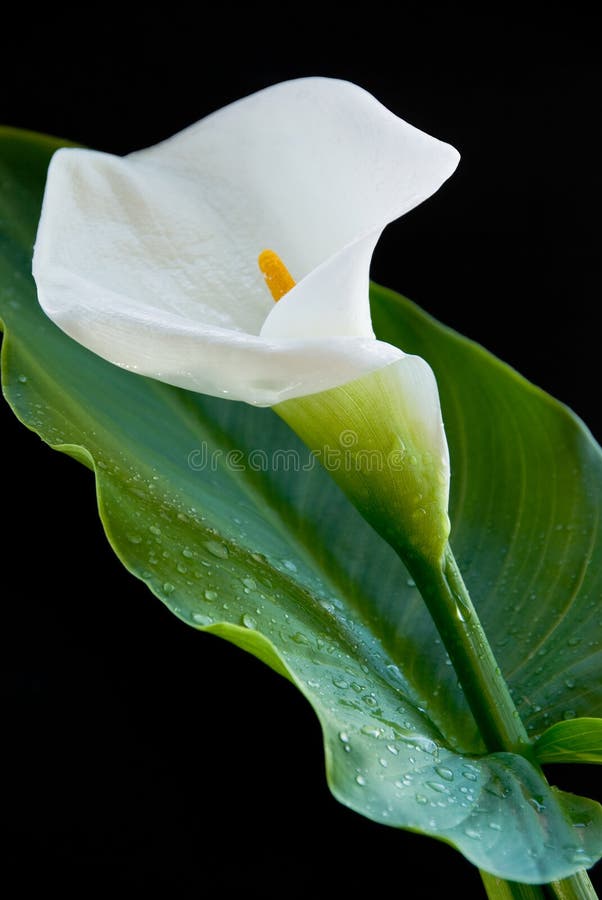Fleur blanche de calla image stock. Image du vert, flore - 12703665