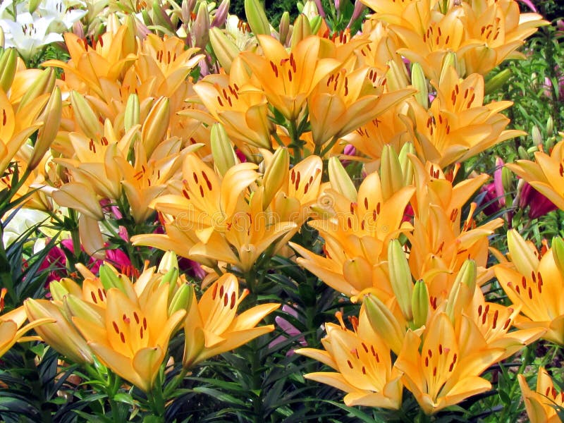 Lis 2014 De Jardin De Toronto Image stock - Image du flore, belladone ...