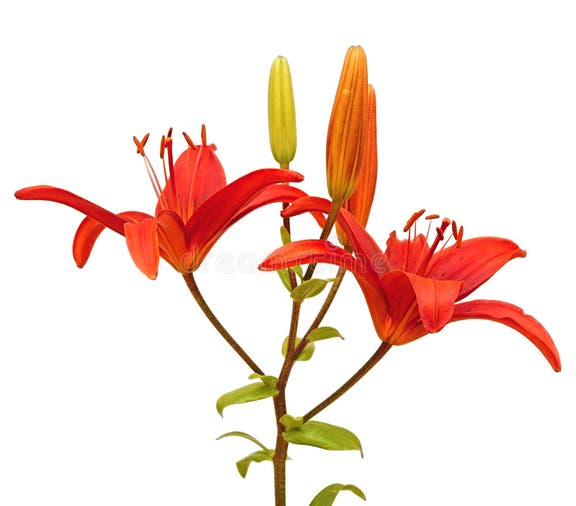 Lis de rouge de bouquet photo stock. Image du flore, orange - 32684638