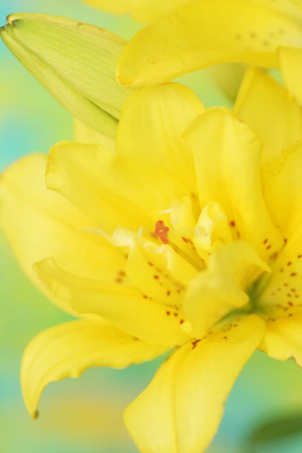 Lys jaune photo stock. Image du ressort, centrale, automne - 20242148