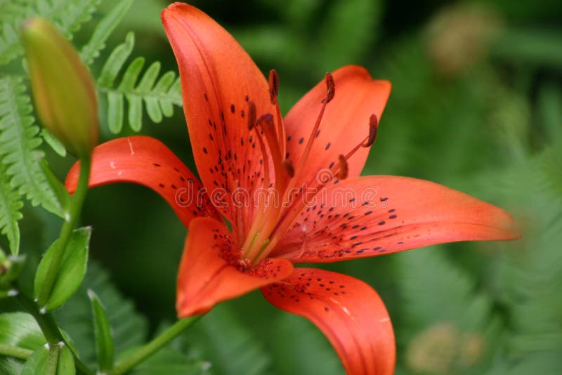 Lis orange photo stock. Image du nature, jardin, verdure - 3126588