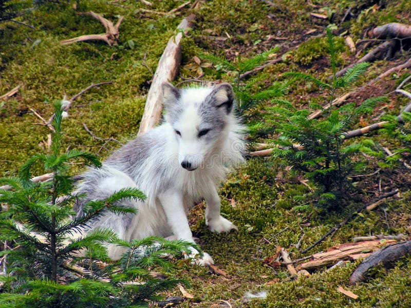 126 Lis Polarny Zdjęcia - Bezpłatne i z licenncją Royalty-Free Zdjęcia ...