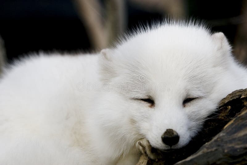 Lis polarny zdjęcie stock. Obraz złożonej z wezyr, zima - 5695234