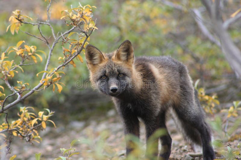 126 Lis Polarny Zdjęcia - Bezpłatne i z licenncją Royalty-Free Zdjęcia ...