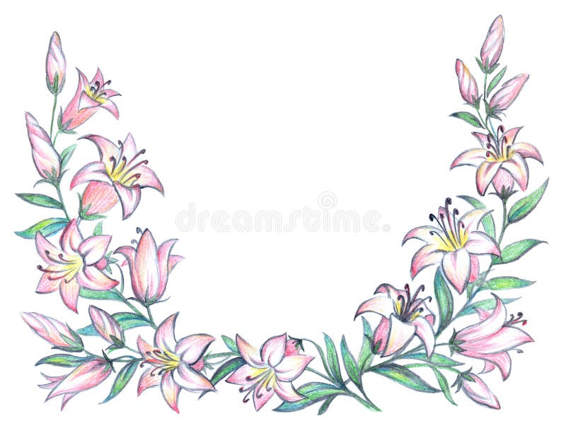 Lis Rose Sensible Dessin Au Crayon Illustration Stock - Illustration du ...