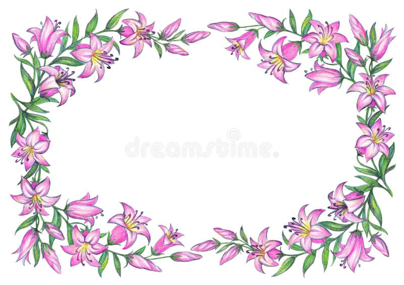 Lis Rose Sensible Dessin Au Crayon Illustration Stock - Illustration du ...