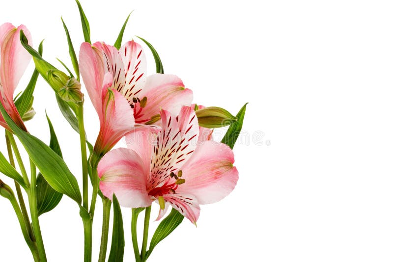 Bouquet Des Roses Rouges Et Roses D'isolement Sur Le Fond Blanc Image ...