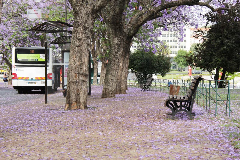 Lisbon Portugal editorial stock image. Image of jacaranda - 86092739