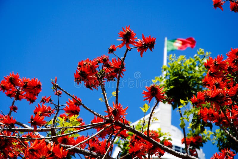 Lisbon s Flowers stock photo. Image of portugal, flag - 12991462