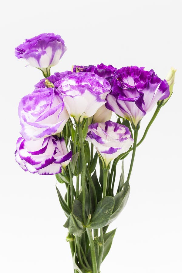 Purple Lisianthus Flower On Green Leaves Stock Image - Image of nature ...