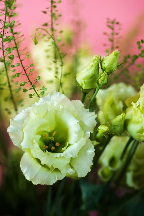 Lisianthus flower, closeup stock photo. Image of bloom - 132278512