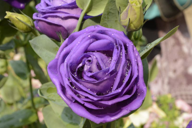 Purple Beautiful Isianthus Background Stock Photos - Free & Royalty ...