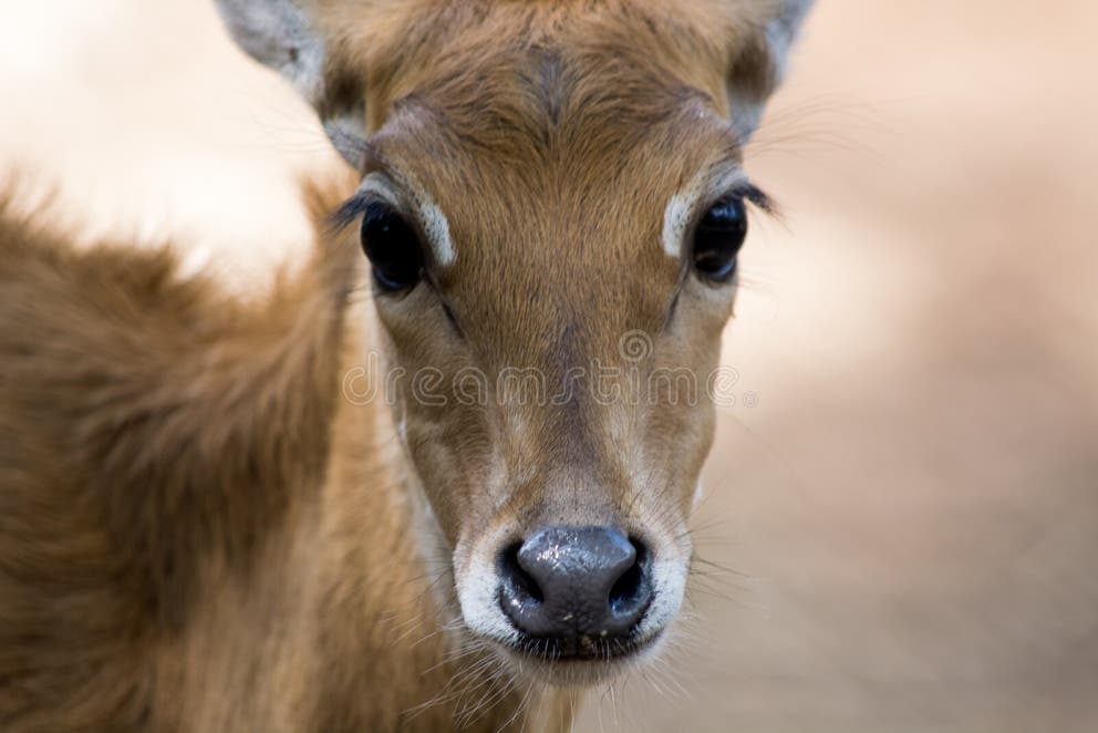 Lisma fotografering för bildbyråer. Bild av slappt, lisma - 89013513