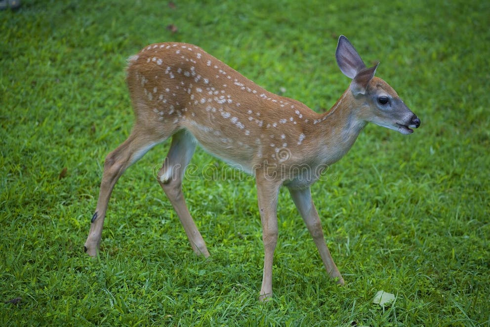 Lisma tidigt fotografering för bildbyråer. Bild av vild - 10877509