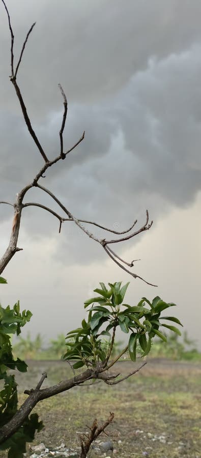 Listen when the Nature Call Stock Photo - Image of grass, tree: 304488926