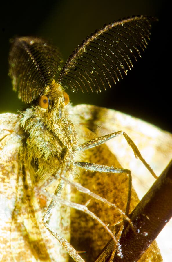 Listening stock image. Image of hungry, wing, insect - 25433797