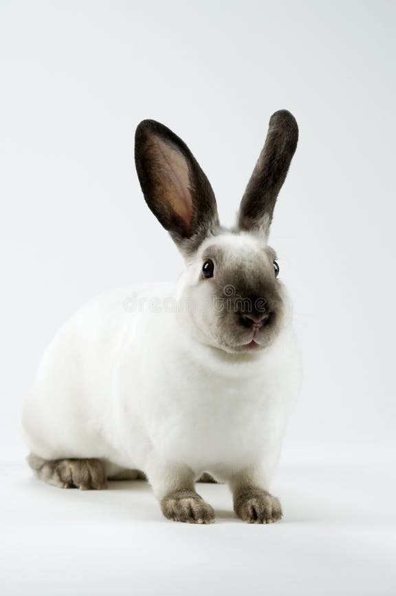 Listening rabbit stock image. Image of domestic, smooth - 10269893