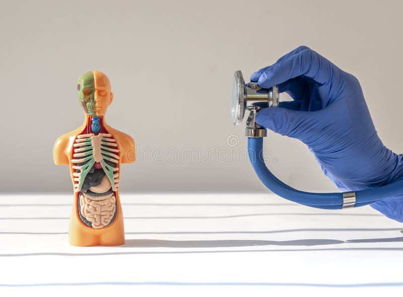 Human Body Model, Childish Toy for Education, in Doctor Hands. Body ...