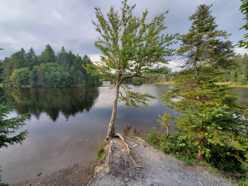 Listless stock photo. Image of canada, wilderness, nature - 196363970
