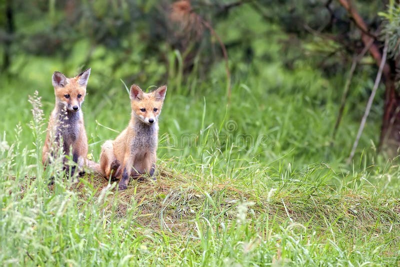 Lisy w lesie obraz stock. Obraz złożonej z lisy, polowania - 103223213