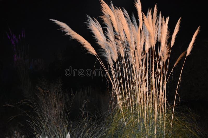 Grass in the Night stock image. Image of interesting - 150291355