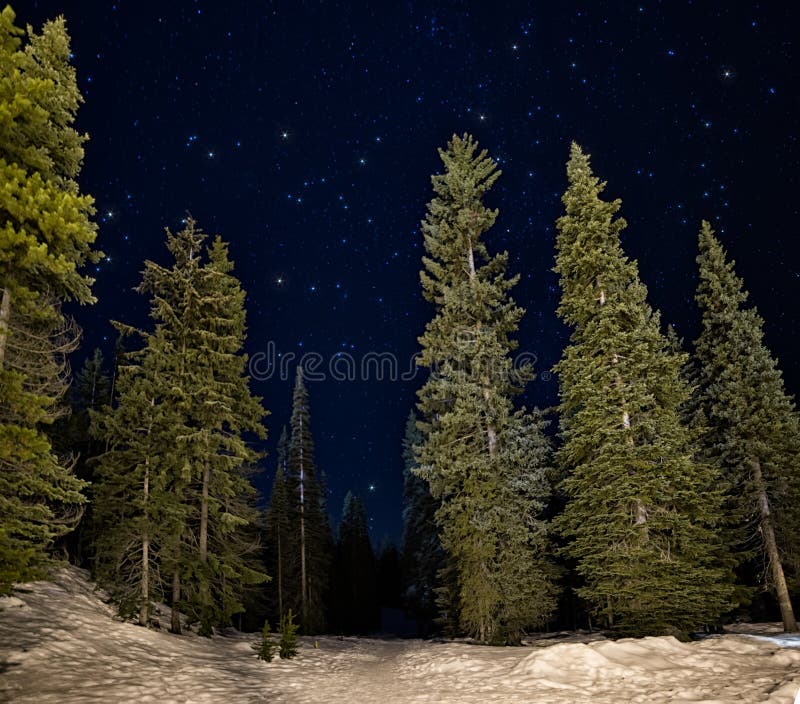 Tree with Stars on Coast with Distant Lights Stock Photo - Image of ...