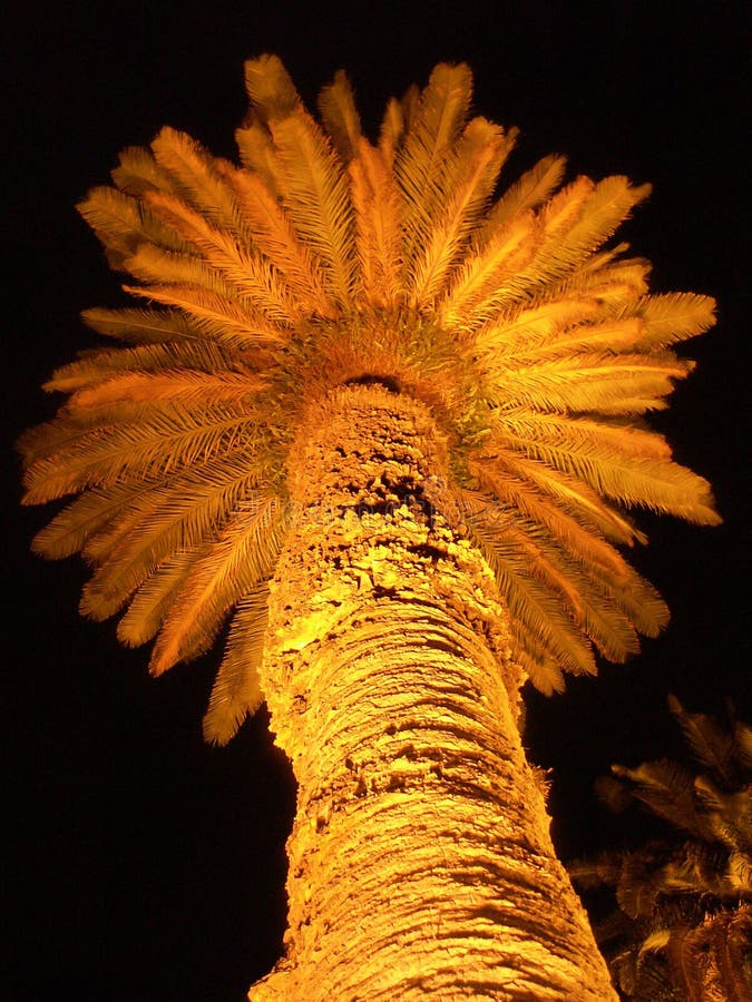 Lit Palm Tree at Night stock image. Image of upward, light - 44372433