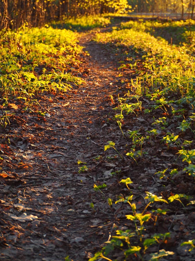 5,320 Lit Path Photos - Free & Royalty-Free Stock Photos from Dreamstime