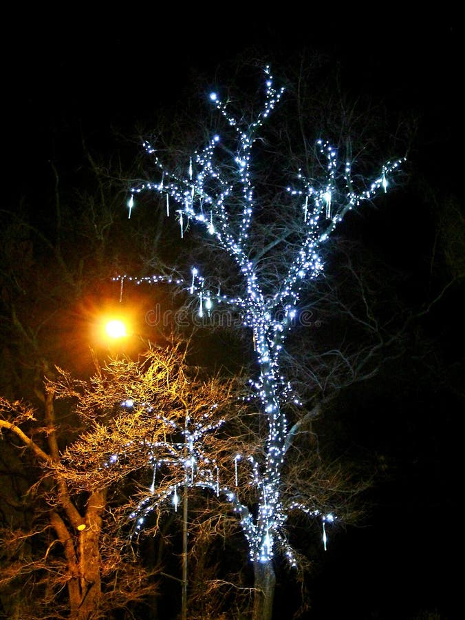 Lit Up Tree at Night stock image. Image of beautiful - 173145577