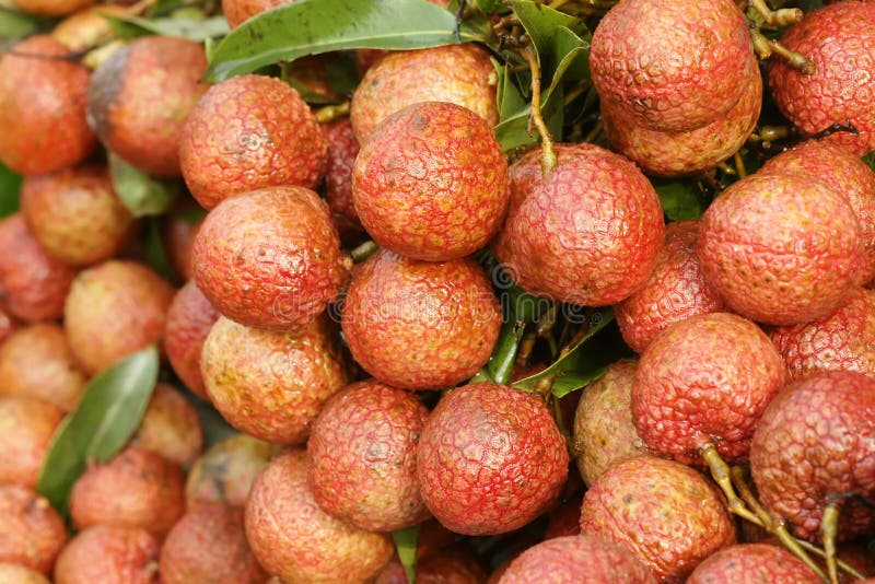 Litchi stock image. Image of food, litchi, harvest, litchis - 20388657