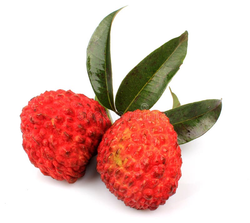 Litchi fotografering för bildbyråer. Bild av isolerat - 41413173