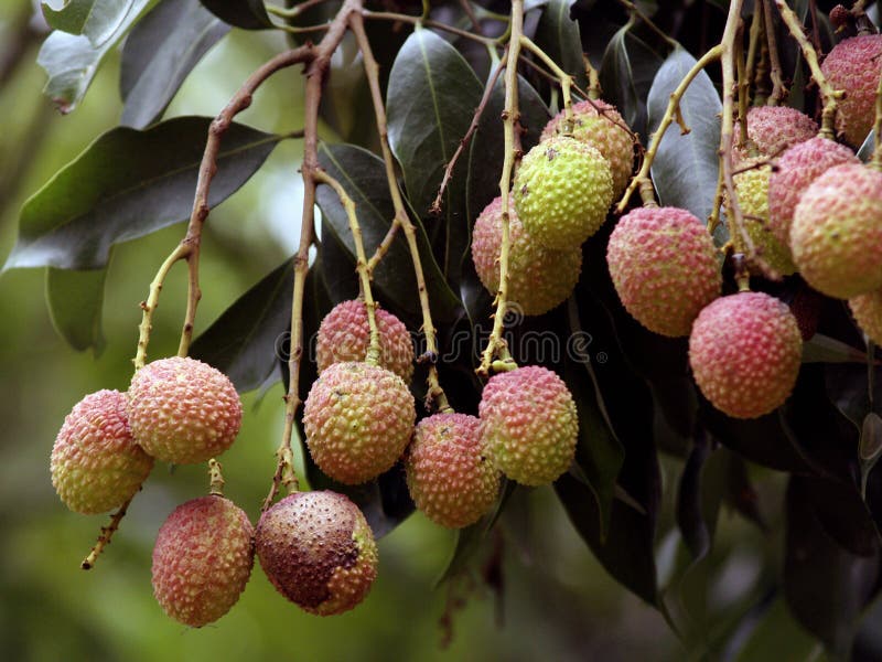 Lychee is Het Enige Lid Van Het Genus Litchi in De Soapberry - Familie ...