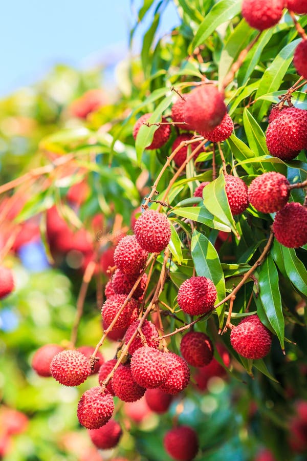Litchi, Nom Scientifique De Lichi : Litchi Sonn Chinensis Fruit Dessus ...
