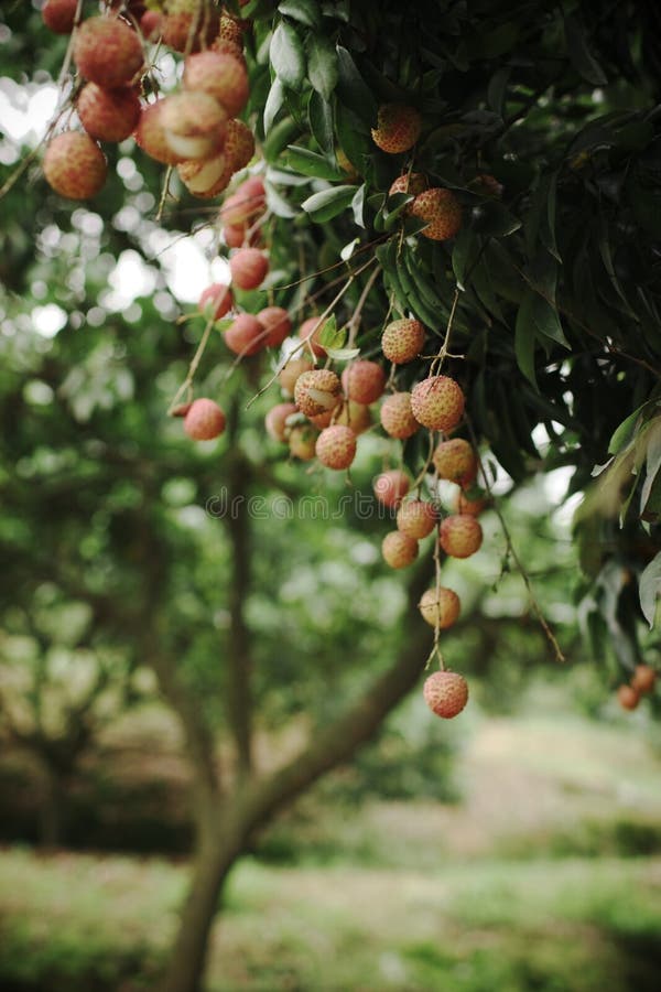 1,931 Litchi Tree Stock Photos - Free & Royalty-Free Stock Photos from ...