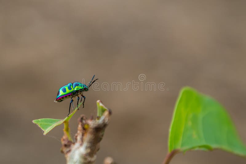 Litchi bug stock image. Image of insect, litchi, wing - 178886593