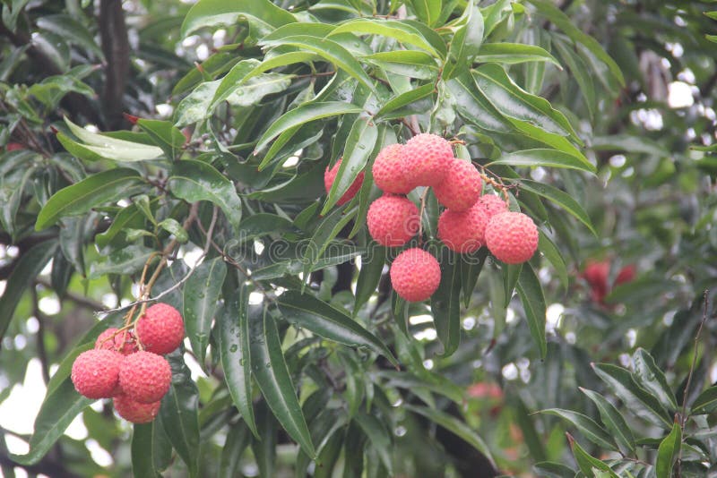 Litchi D'attaccatura Sull'albero Fotografia Stock - Immagine di litchi ...