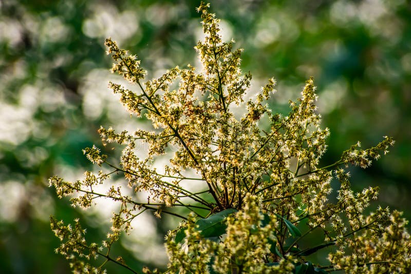 This is the Litchi Flower Macro Shot in the Summer Morning Stock Photo ...