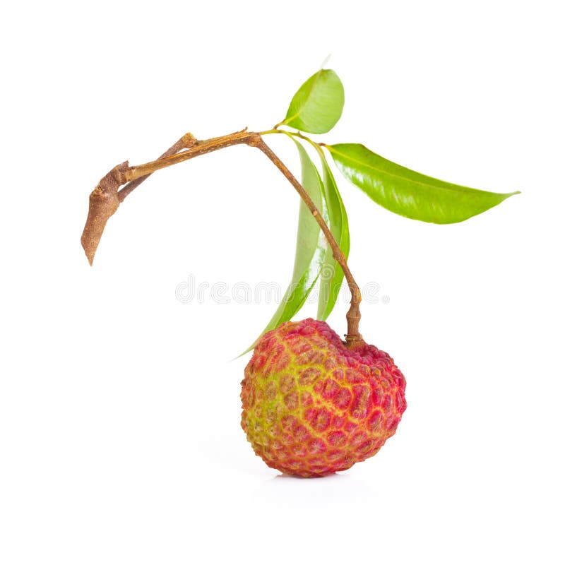 Litchi fruit stock image. Image of delicious, juicy, leaves - 25228219