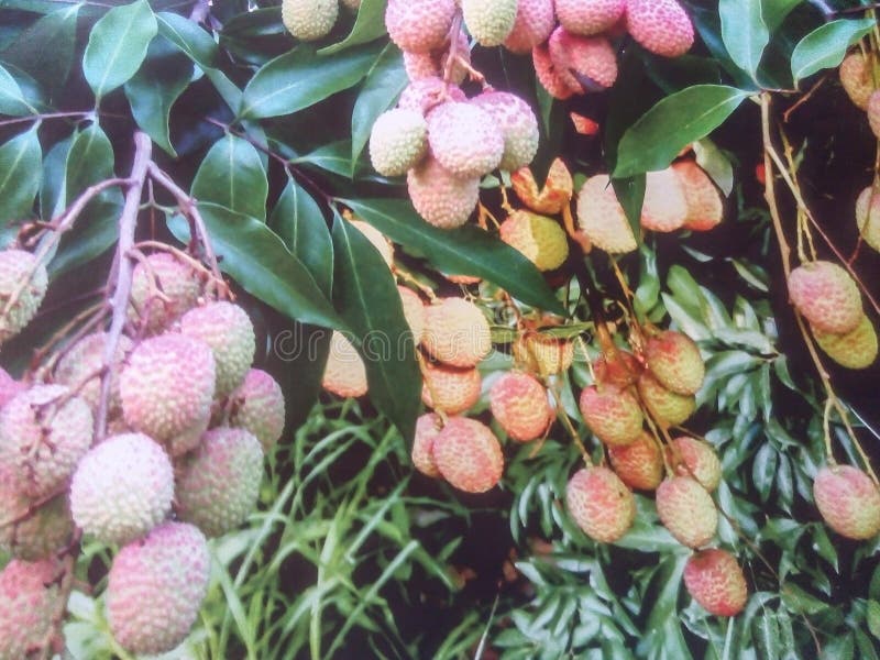 Litchi fruit stock image. Image of india, litchi, litchee - 85590403