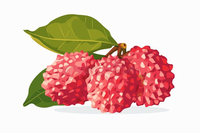 Litchi Fruit Isolated Vector Style Stock Vector - Illustration of ...